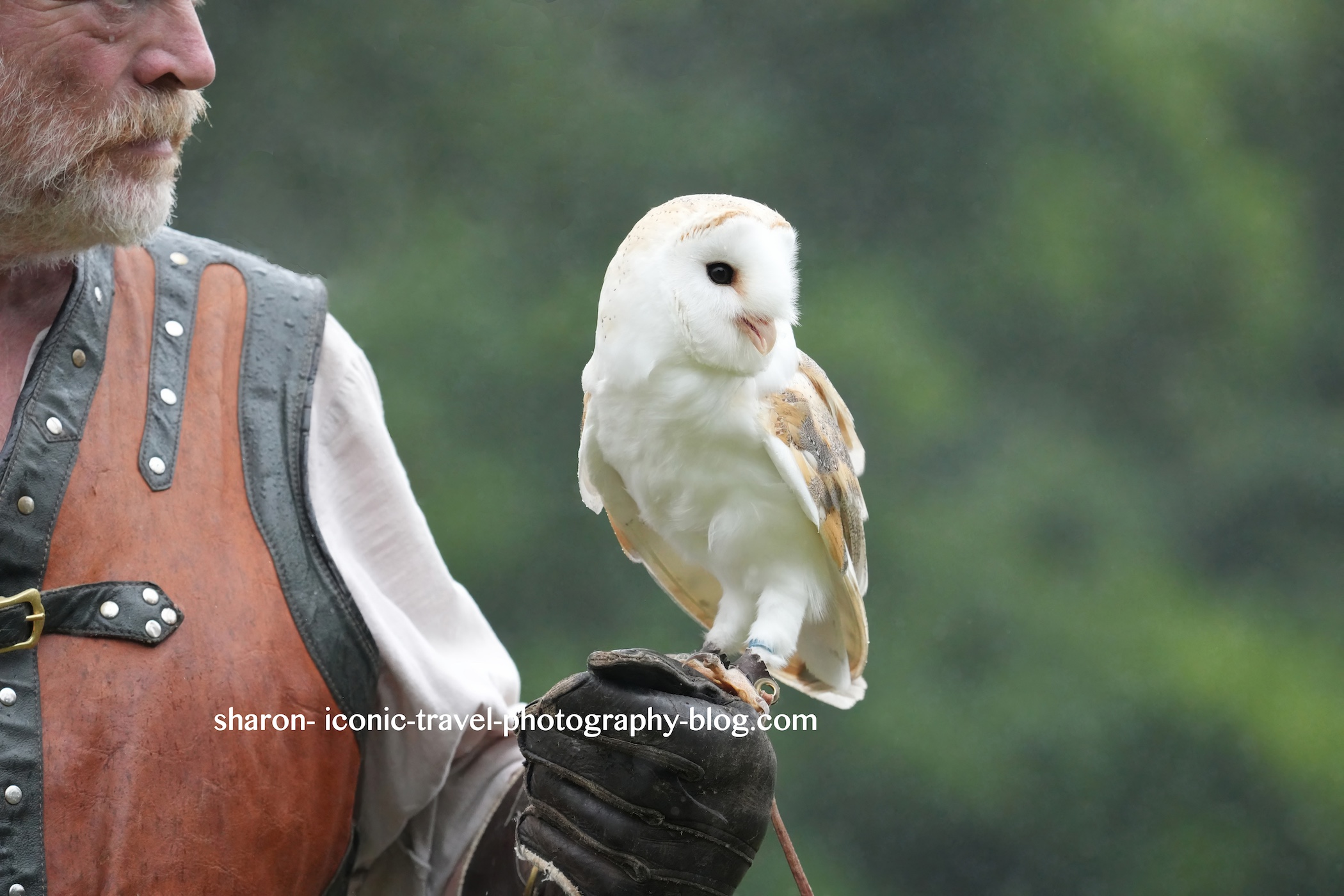 Barn Owl – Sharon's Iconic Travel Photography Blog