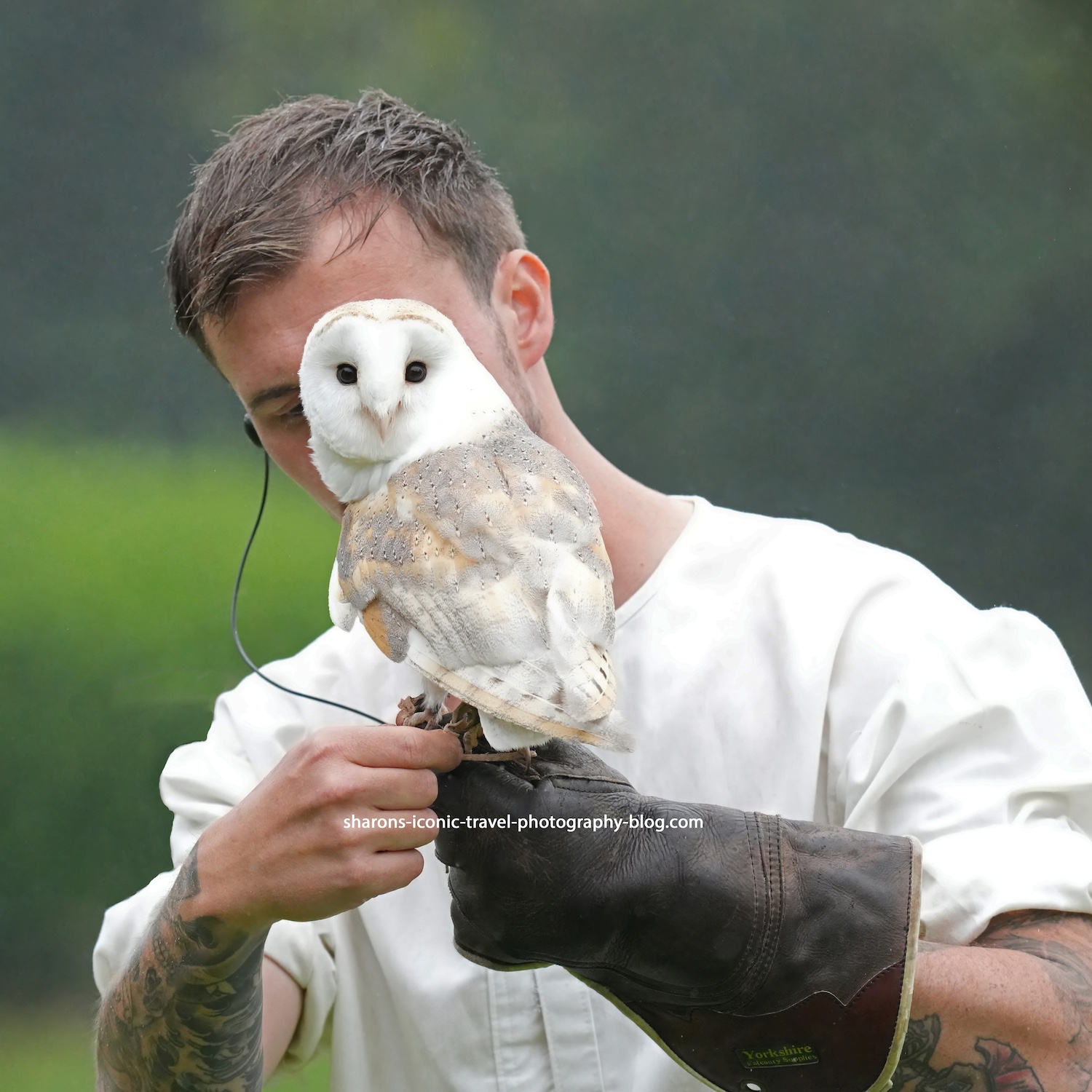 Barn Owl – Sharon's Iconic Travel Photography Blog