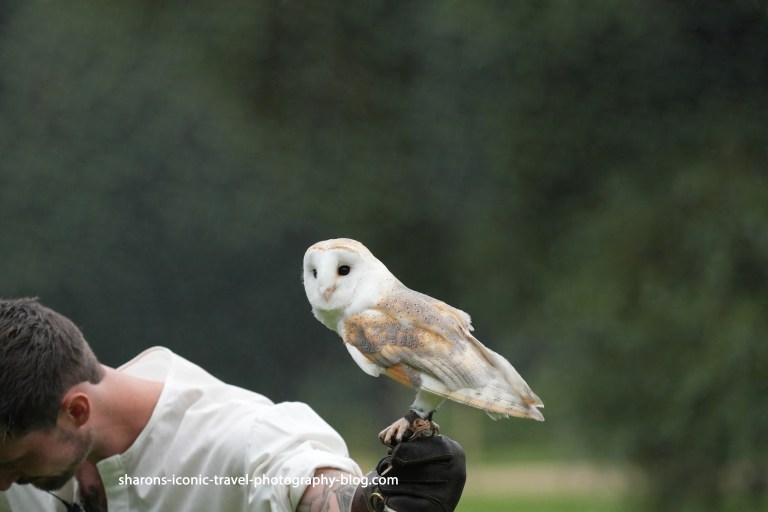 Barn Owl – Sharon's Iconic Travel Photography Blog