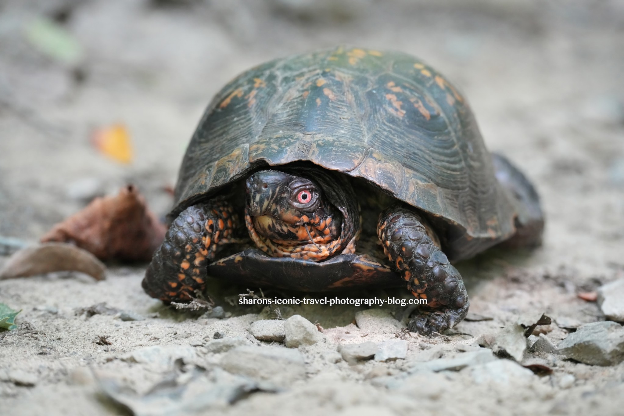 #Turtle – Sharon's Iconic Travel Photography Blog
