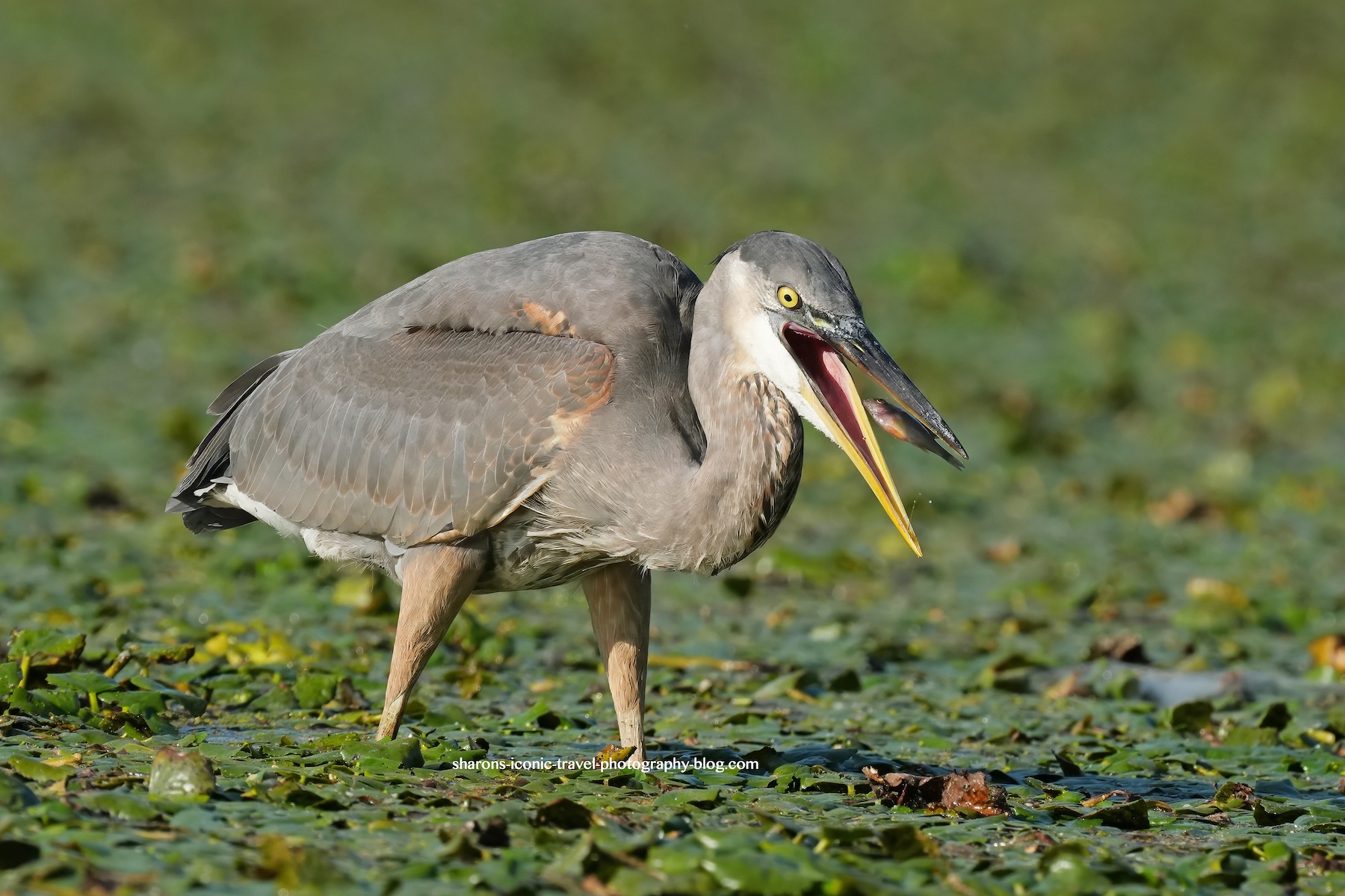 Great Blue Heron Flipping Fish – Sharon's Iconic Travel Photography Blog