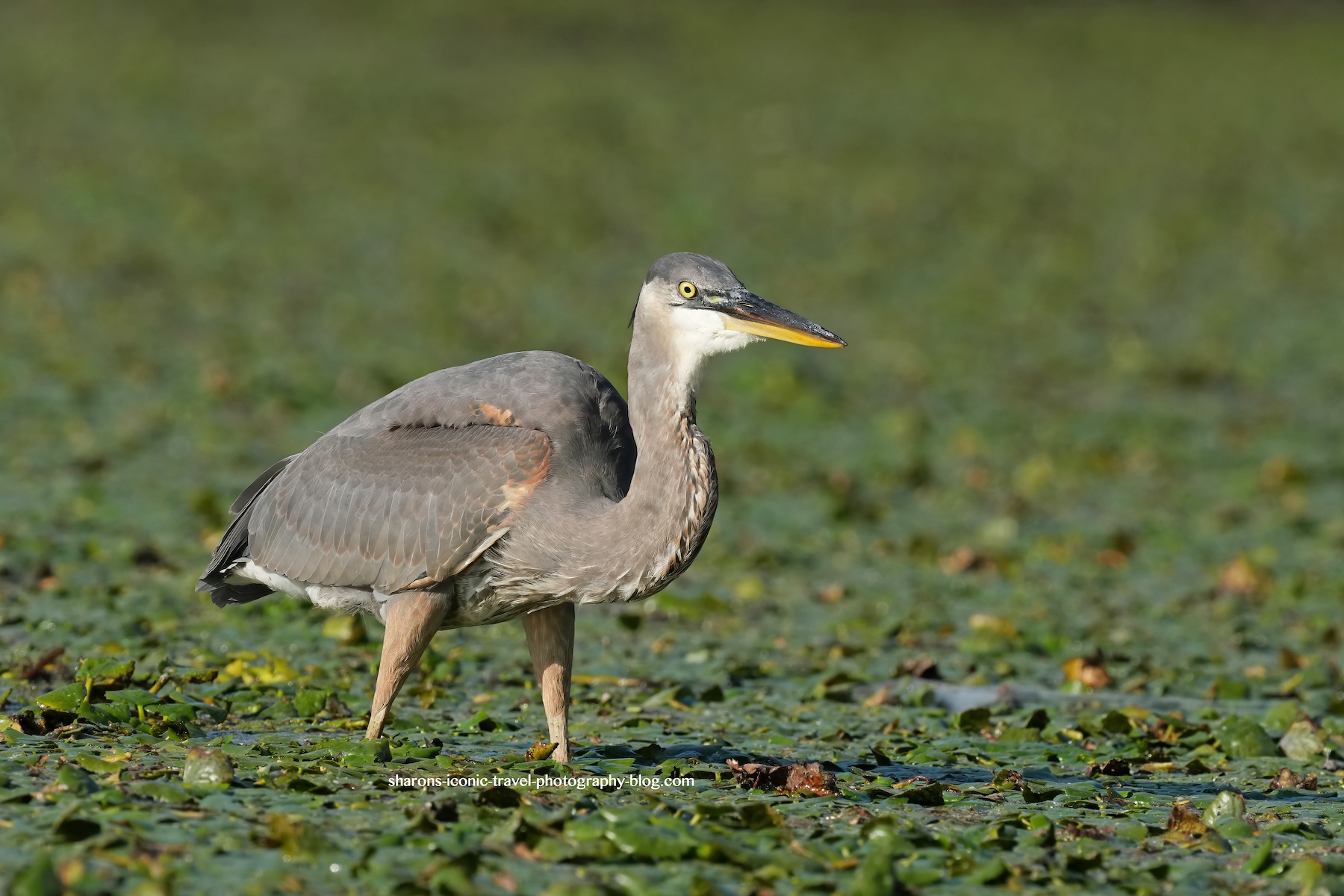 Great Blue Heron Flipping Fish – Sharon's Iconic Travel Photography Blog