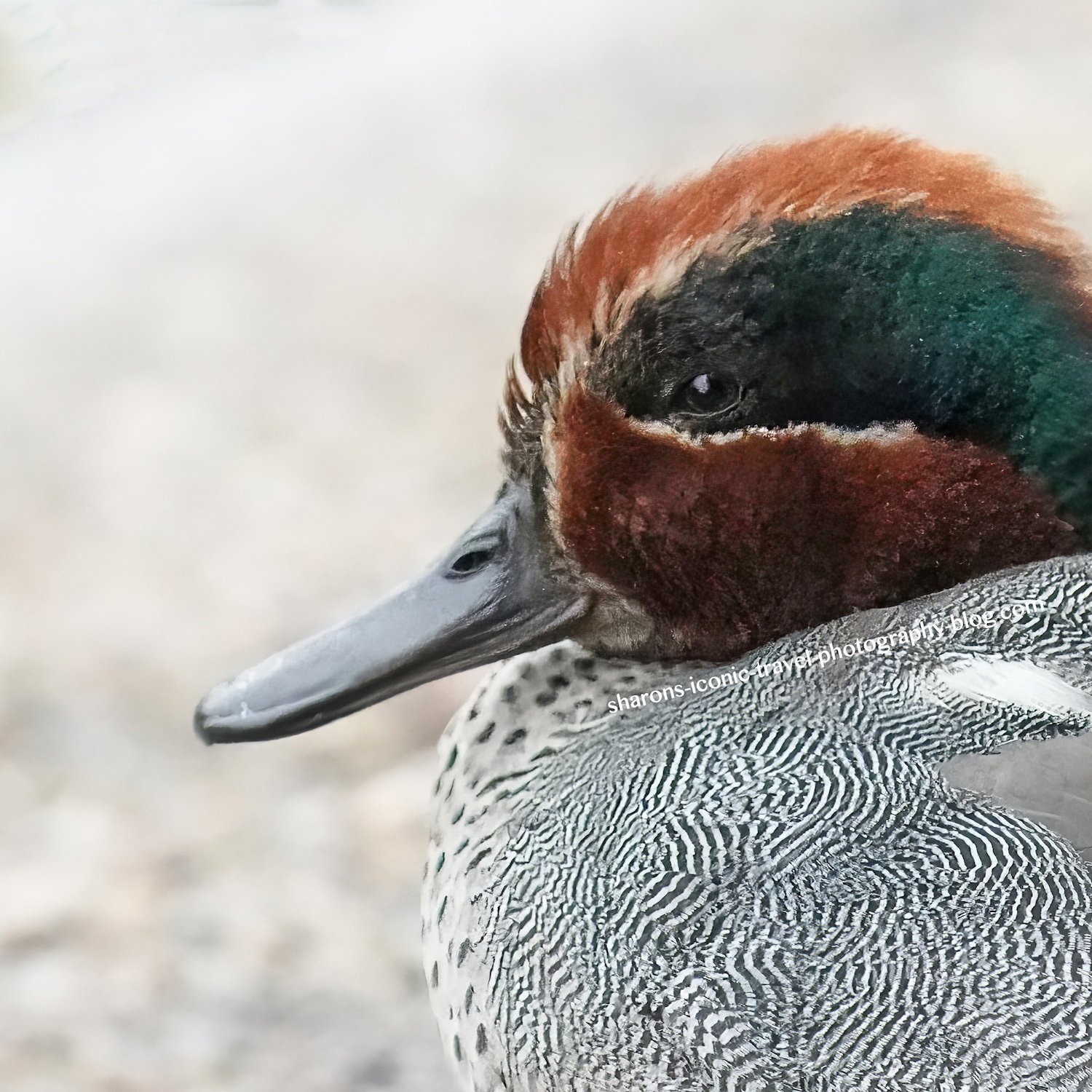 Green Winged Teal – Sharon's Iconic Travel Photography Blog