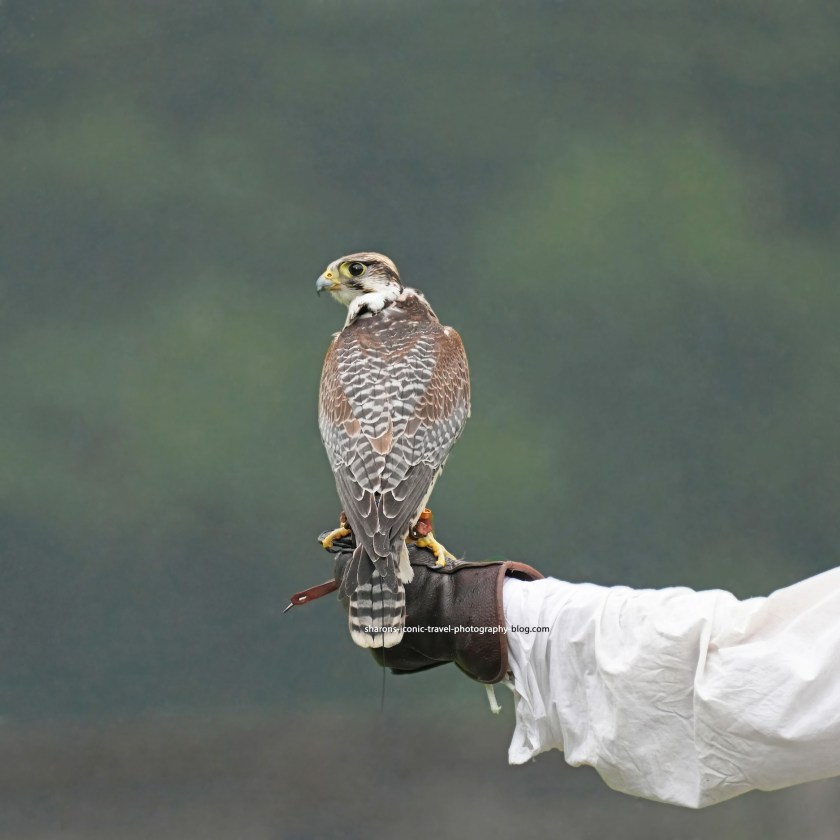 Peregrine With Falconer – Sharon's Iconic Travel Photography Blog