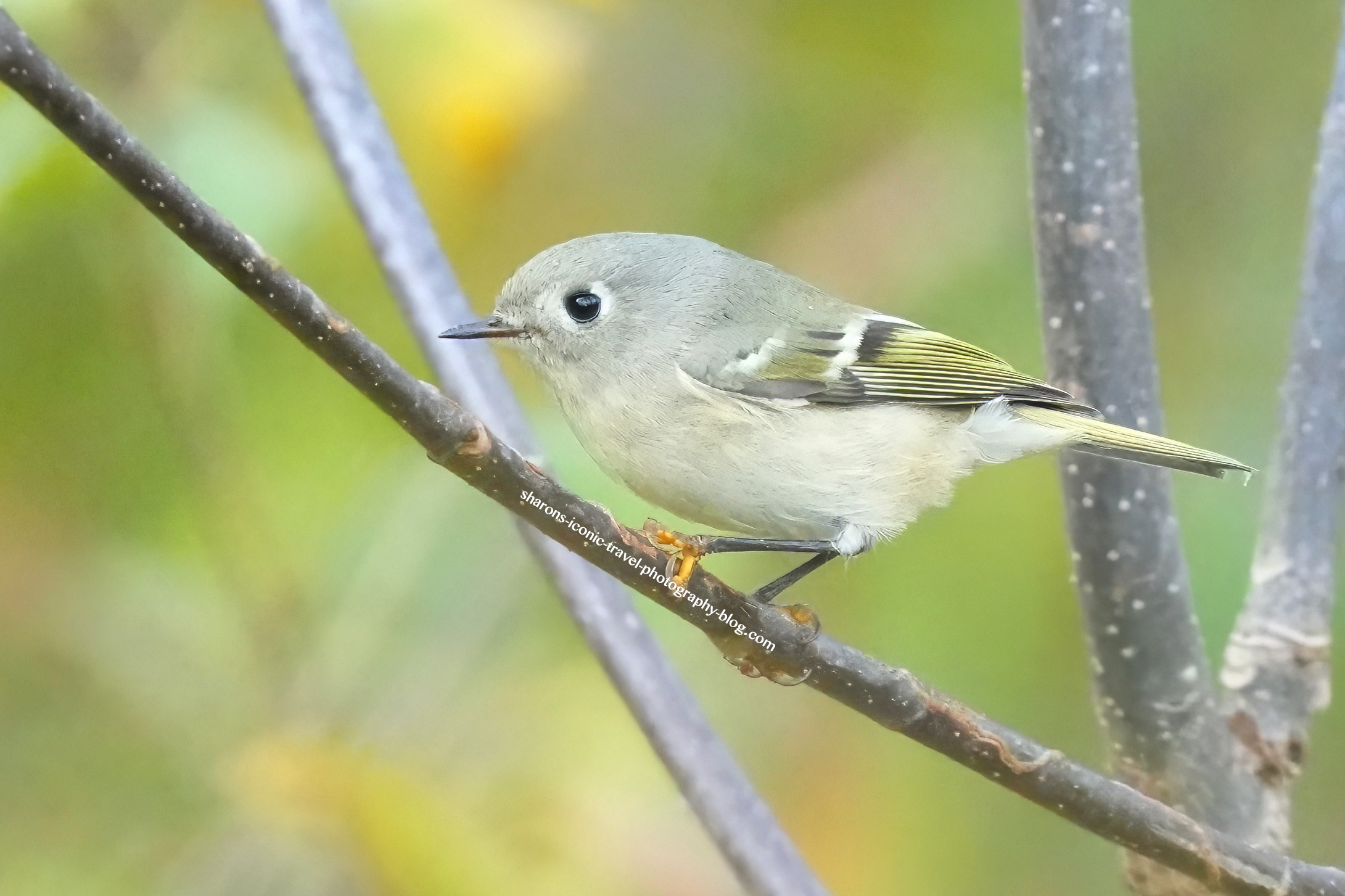 Ruby-Crowned Kinglet – Sharon's Iconic Travel Photography Blog
