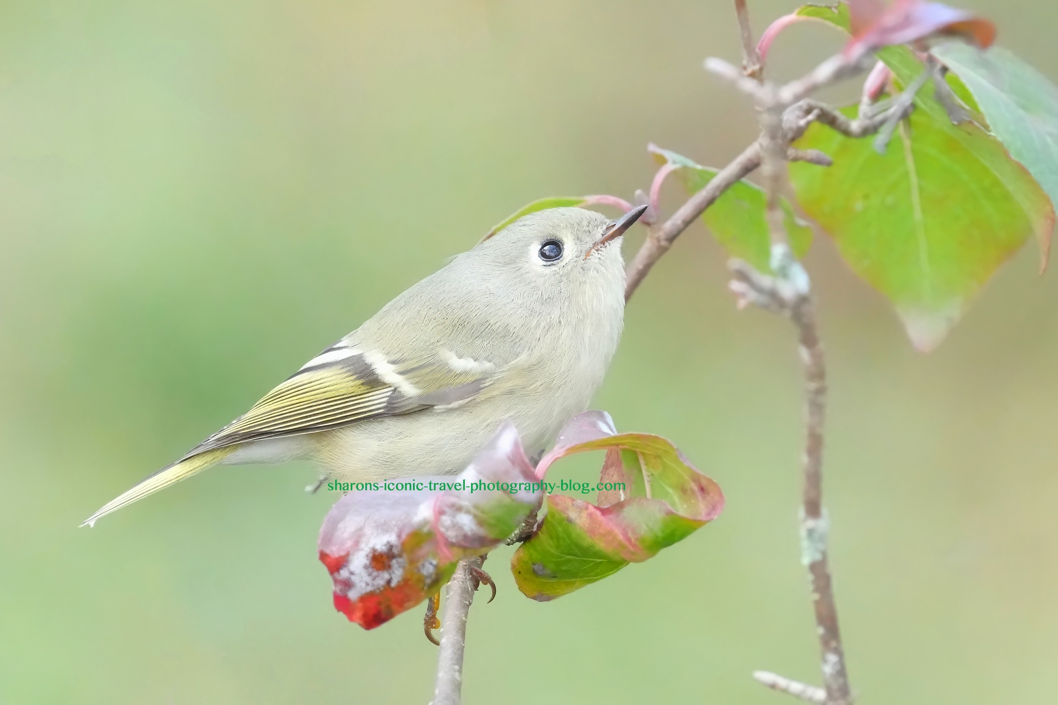 Ruby-Crowned Kinglet – Sharon's Iconic Travel Photography Blog