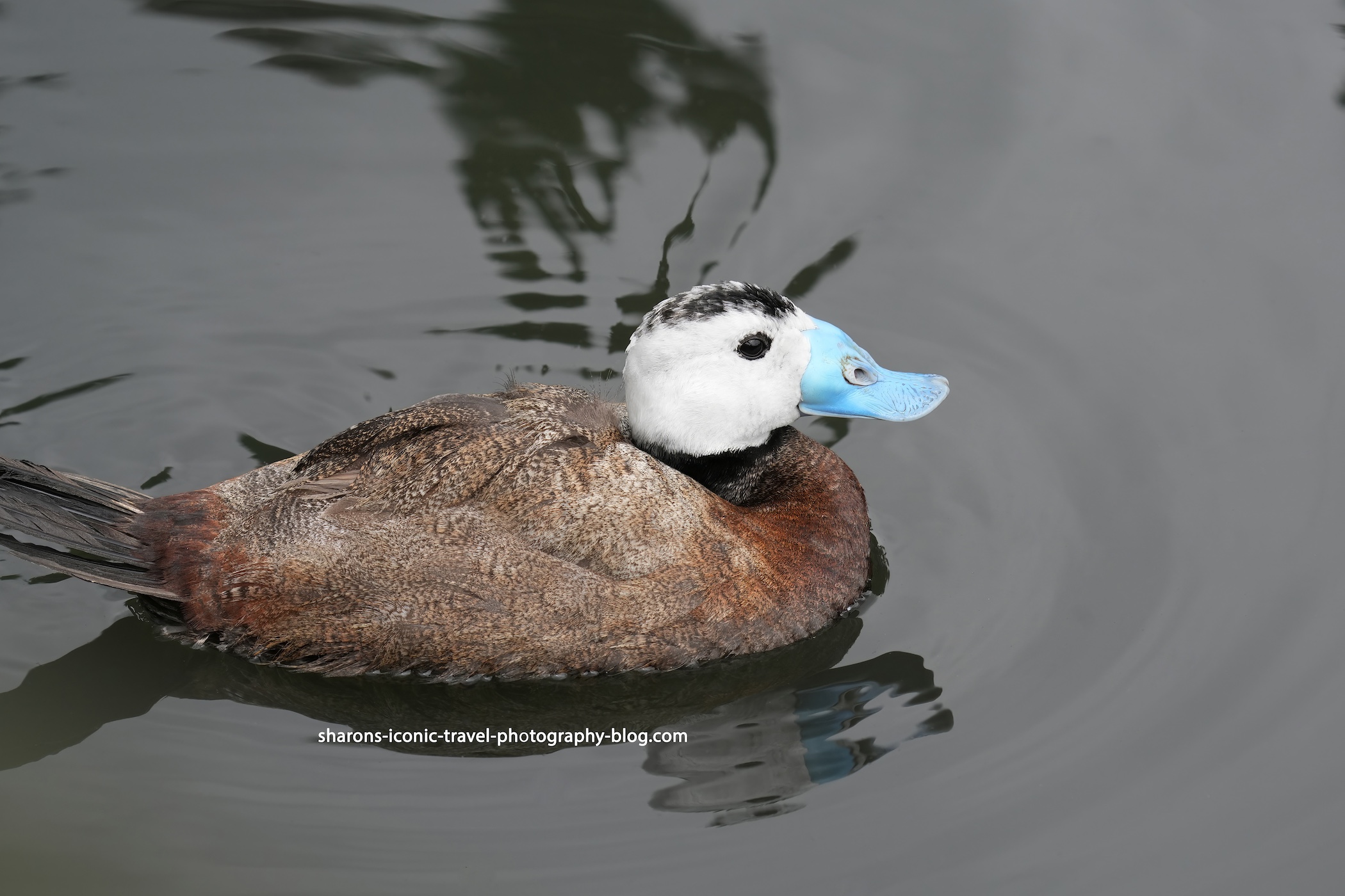 White-Headed Duck – Sharon's Iconic Travel Photography Blog