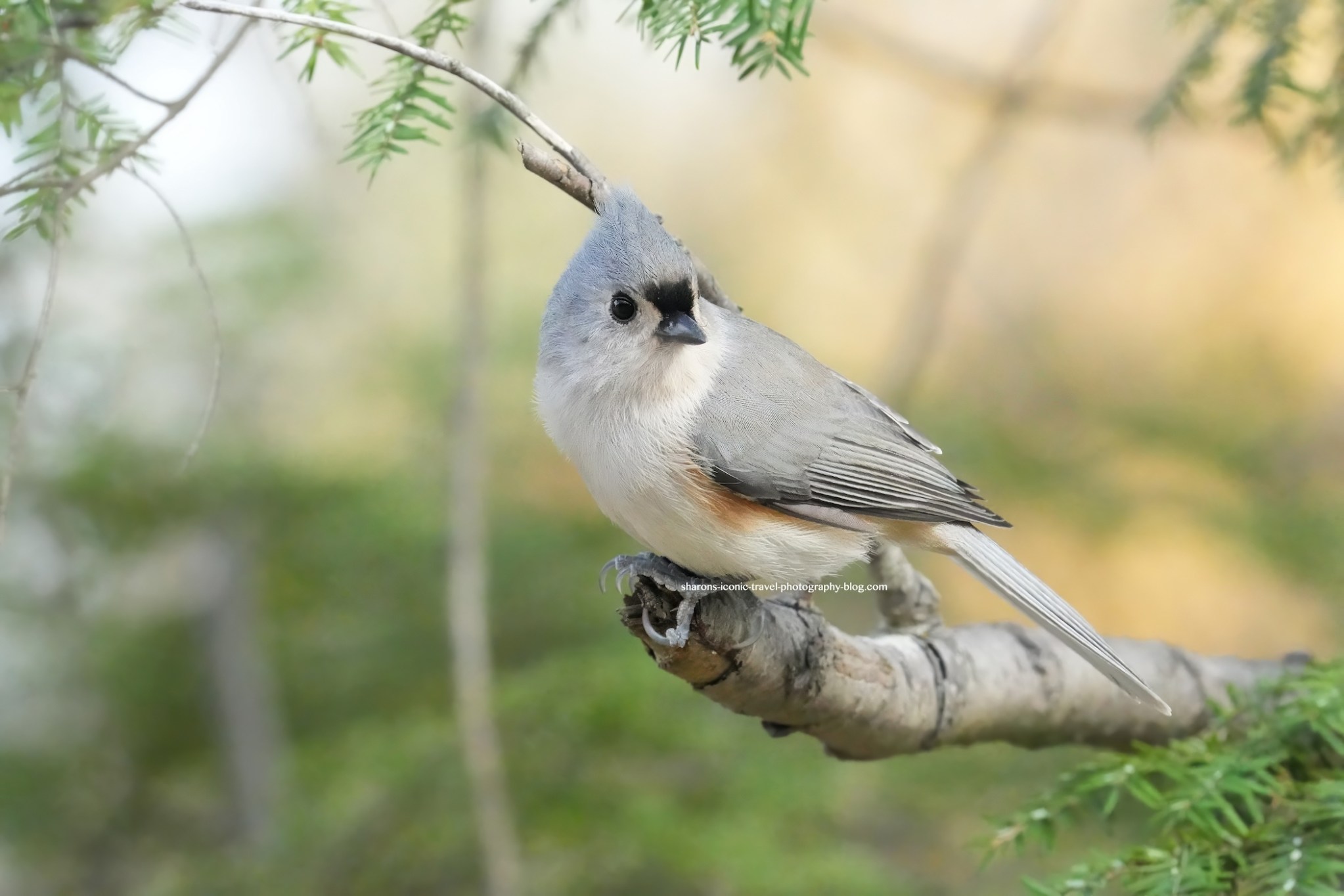 Tufted Titmouse in November – Sharon's Iconic Travel Photography Blog