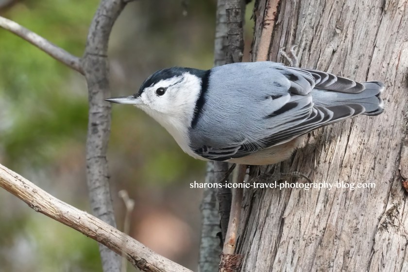 White-Breasted Nuthatch – Sharon's Iconic Travel Photography Blog