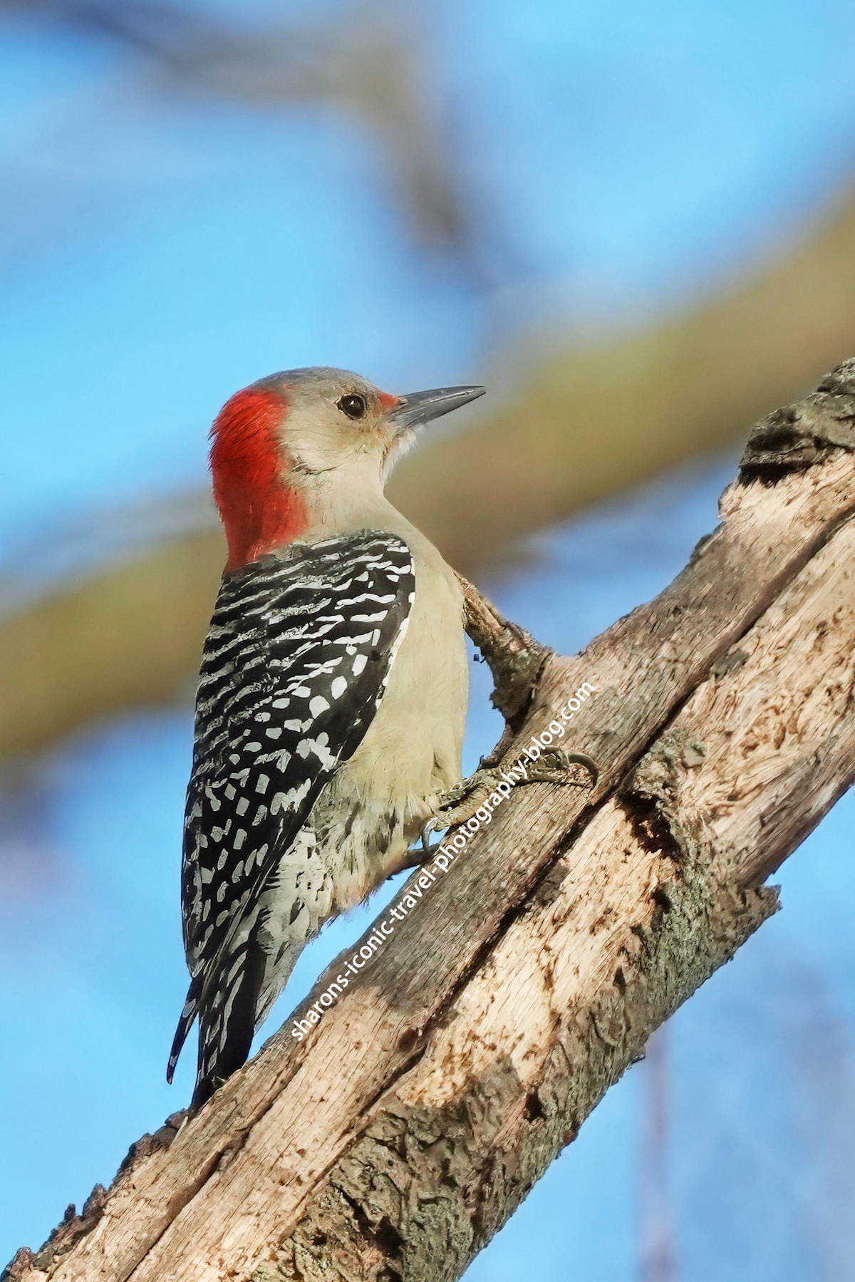 Female Red-Bellied Woodpecker – Sharon's Iconic Travel Photography Blog