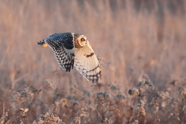 Short-Eared Owl Hugging the Grass – Sharon's Iconic Travel Photography Blog