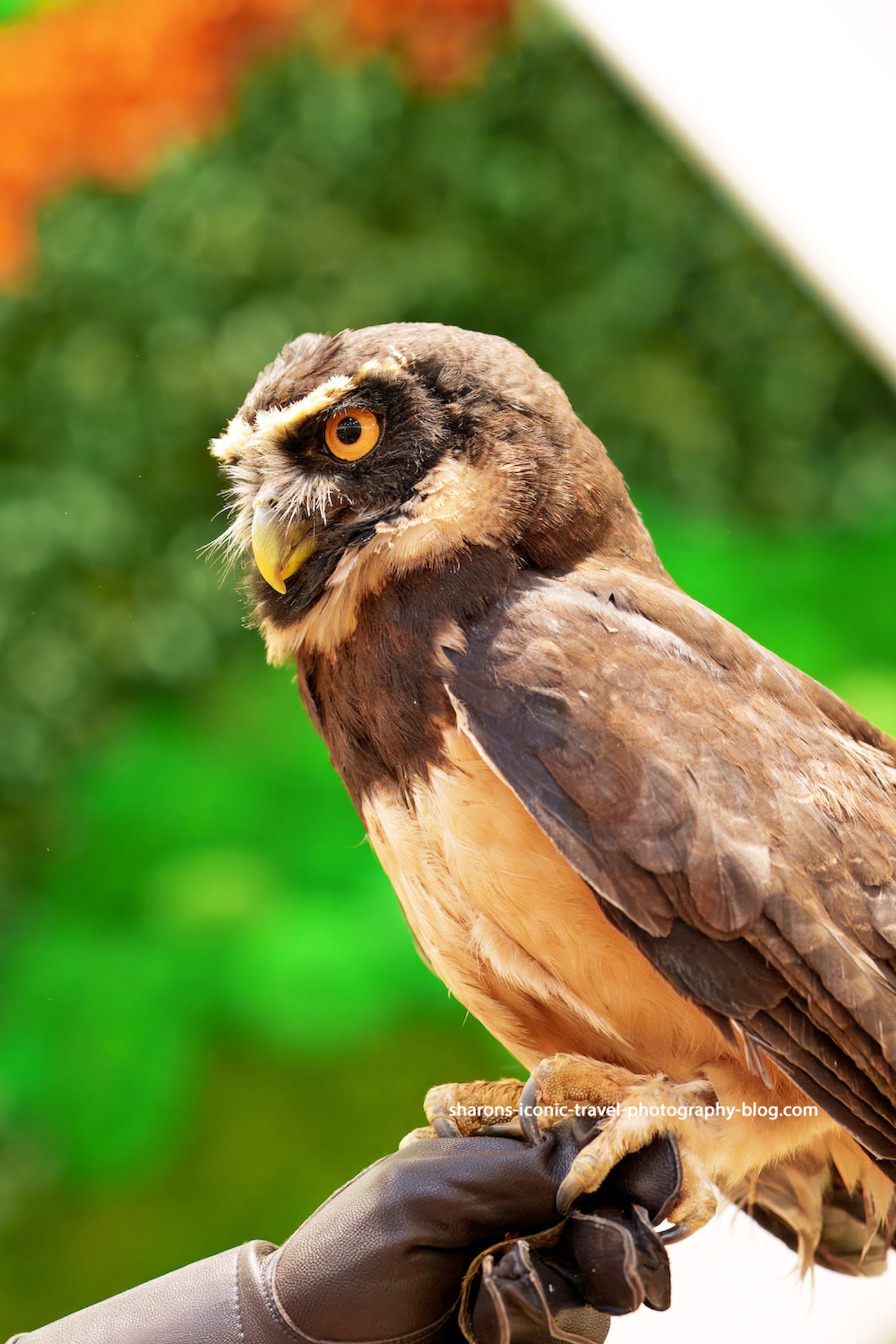 Spectacled Owls – Sharon's Iconic Travel Photography Blog