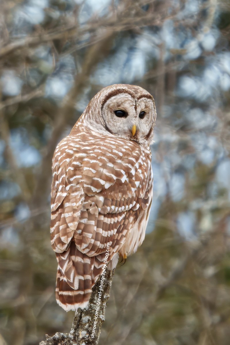 Barred Owl January 2025 – Sharon's Iconic Travel Photography Blog