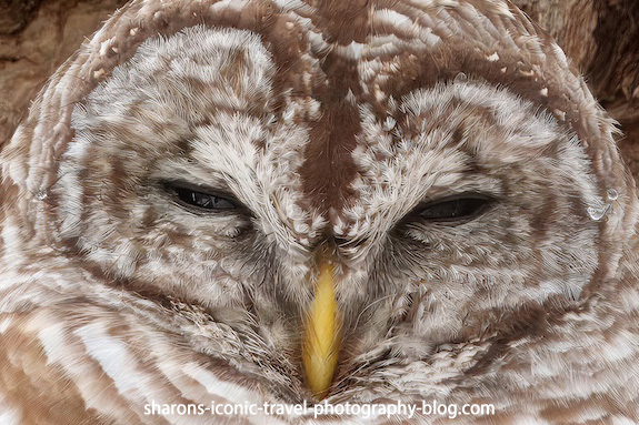 Superb Owl Sunday – Sharon's Iconic Travel Photography Blog