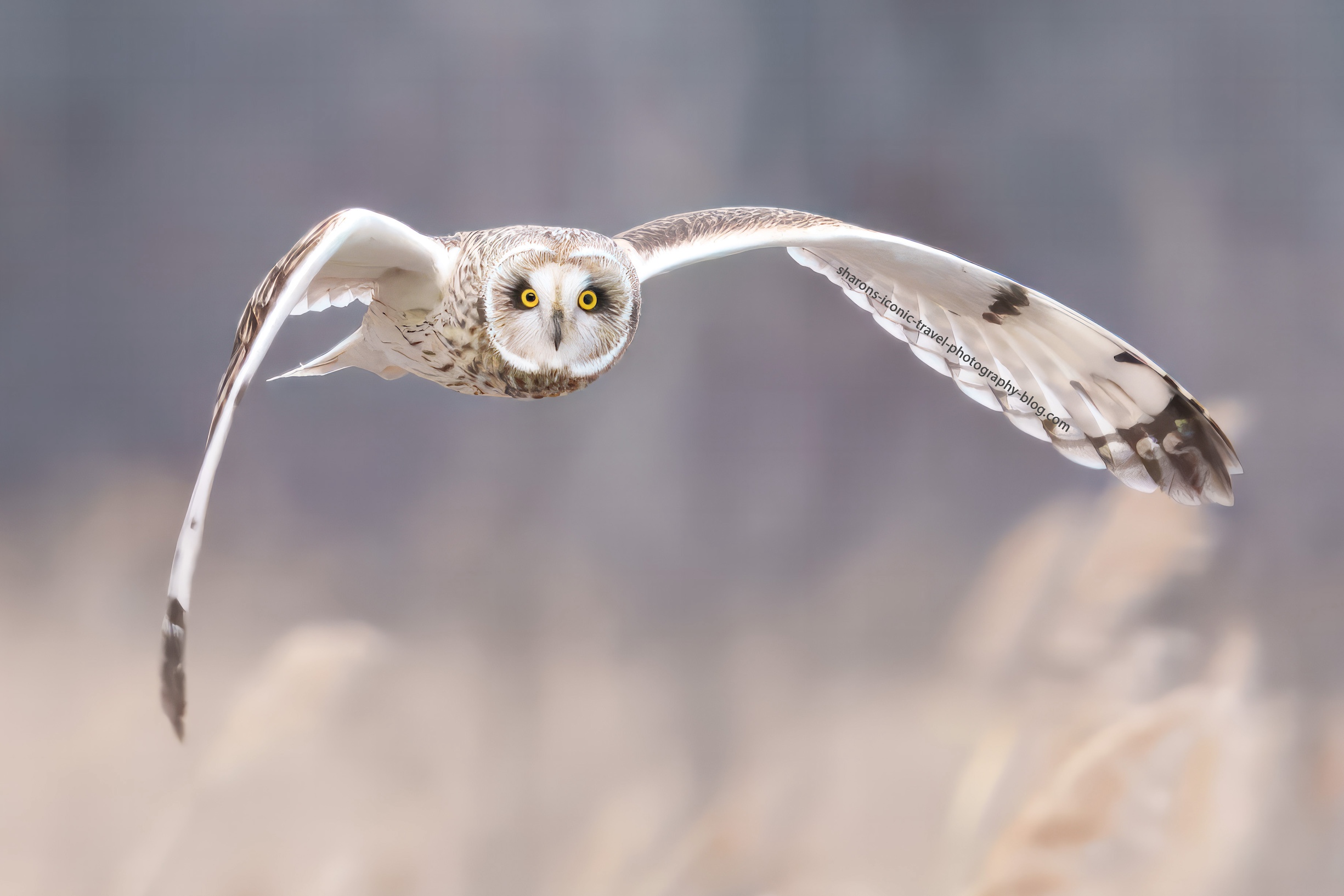 Short-Eared Owl Hi! – Sharon's Iconic Travel Photography Blog