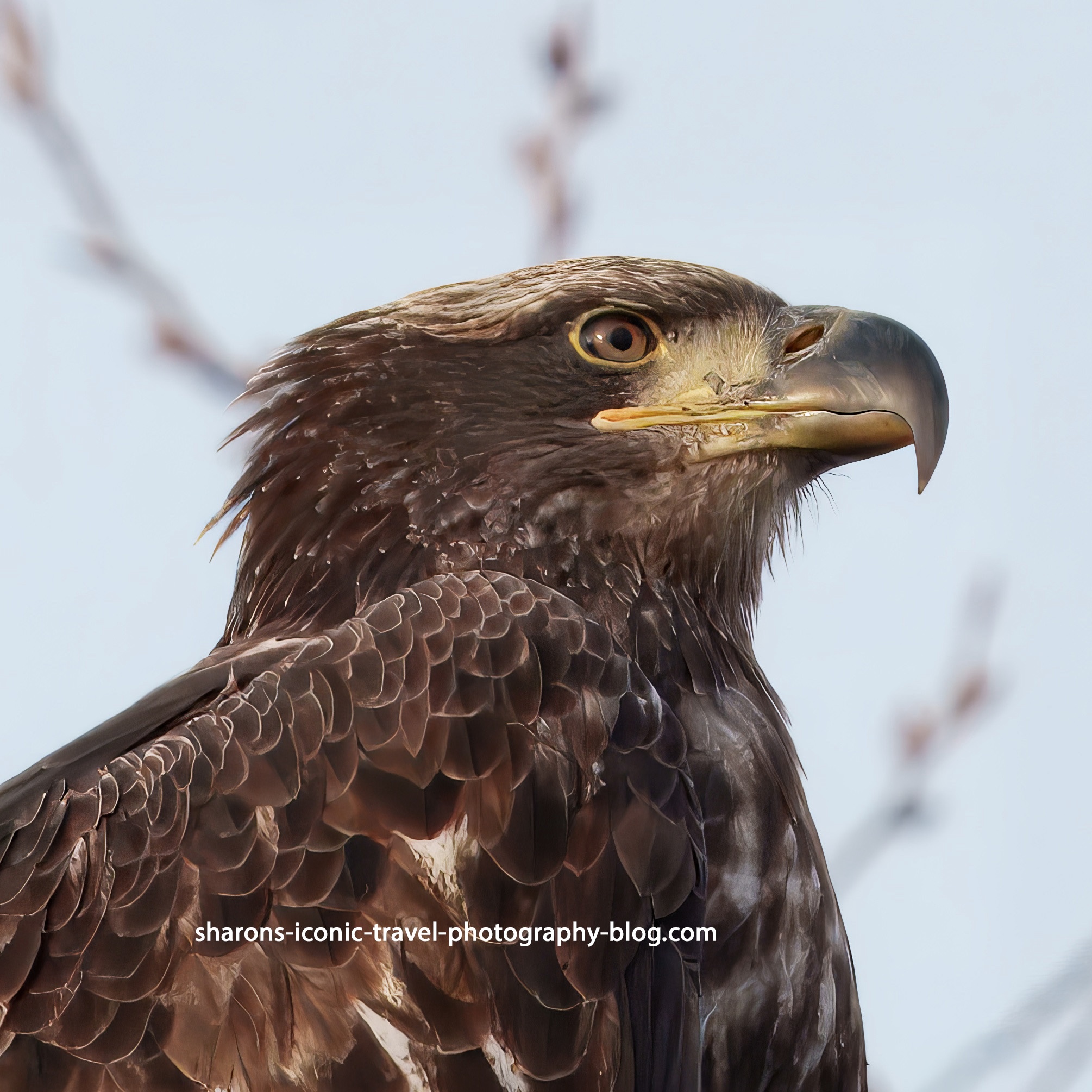 Young Eagle on the River – Sharon's Iconic Travel Photography Blog