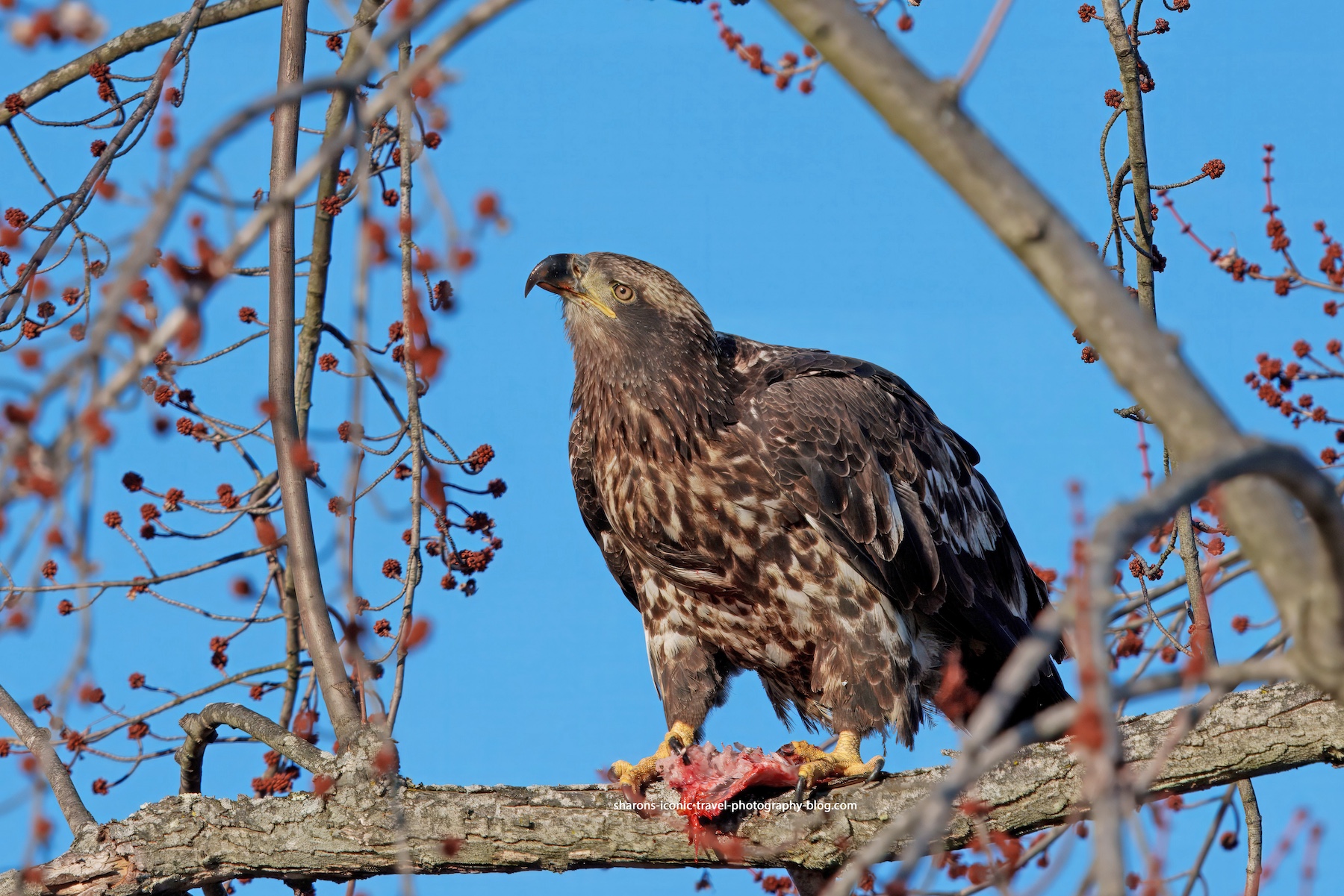 eagle – Sharon's Iconic Travel Photography Blog