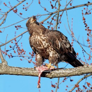 eagle – Sharon's Iconic Travel Photography Blog