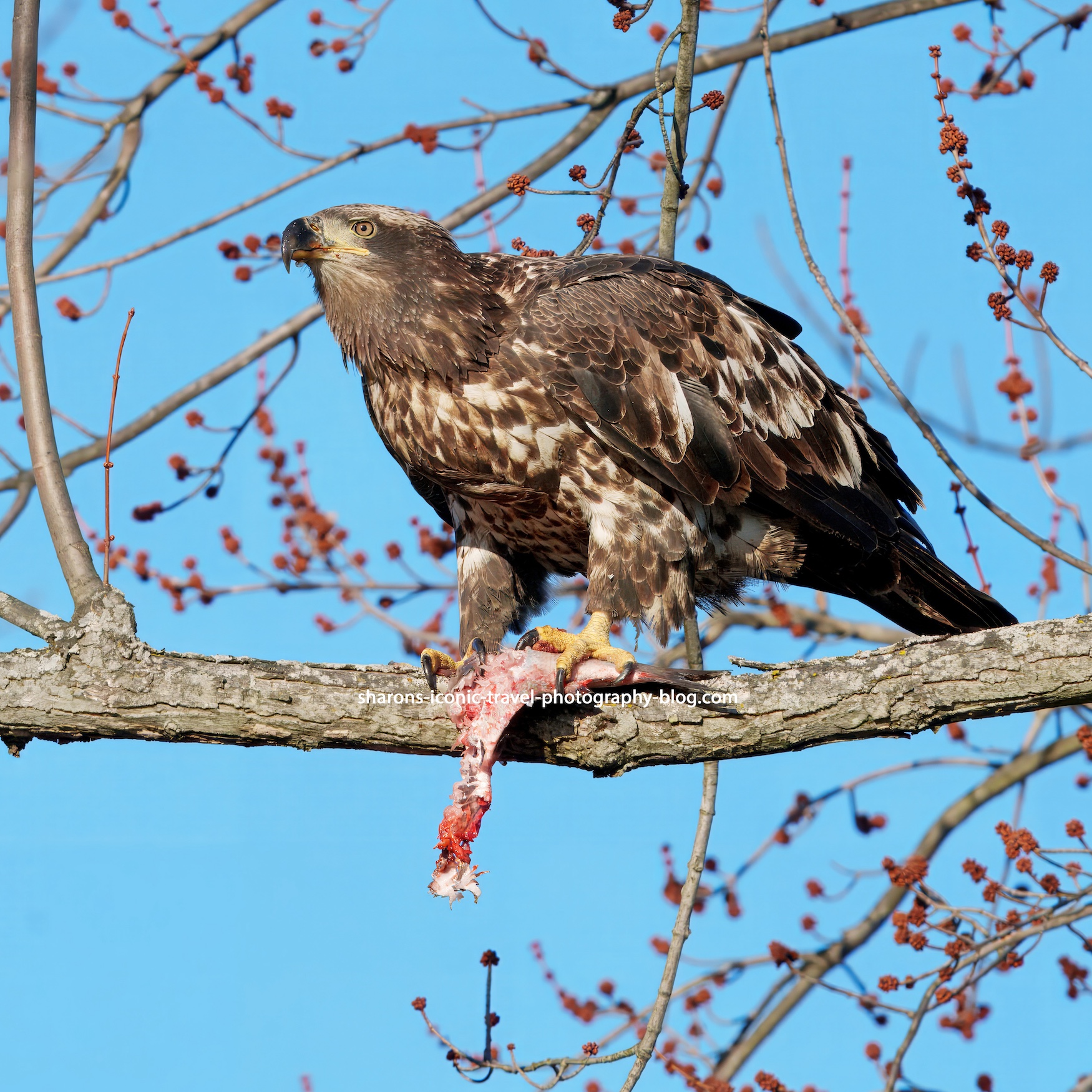 eagle – Sharon's Iconic Travel Photography Blog