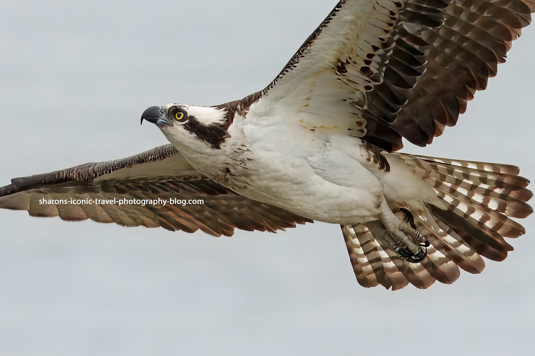 Osprey in Tree March 2025 – Sharon's Iconic Travel Photography Blog