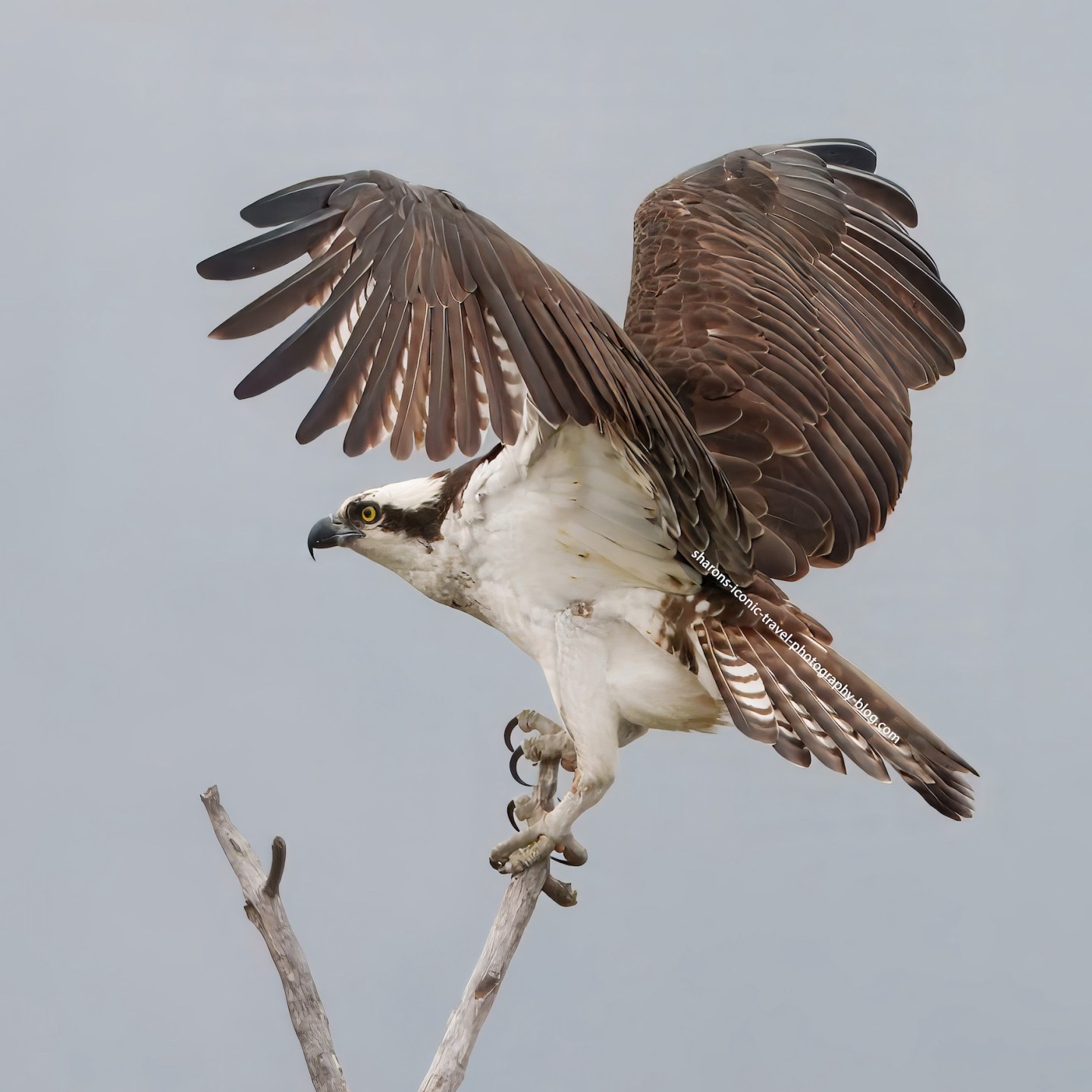 Osprey in Tree March 2025 – Sharon's Iconic Travel Photography Blog