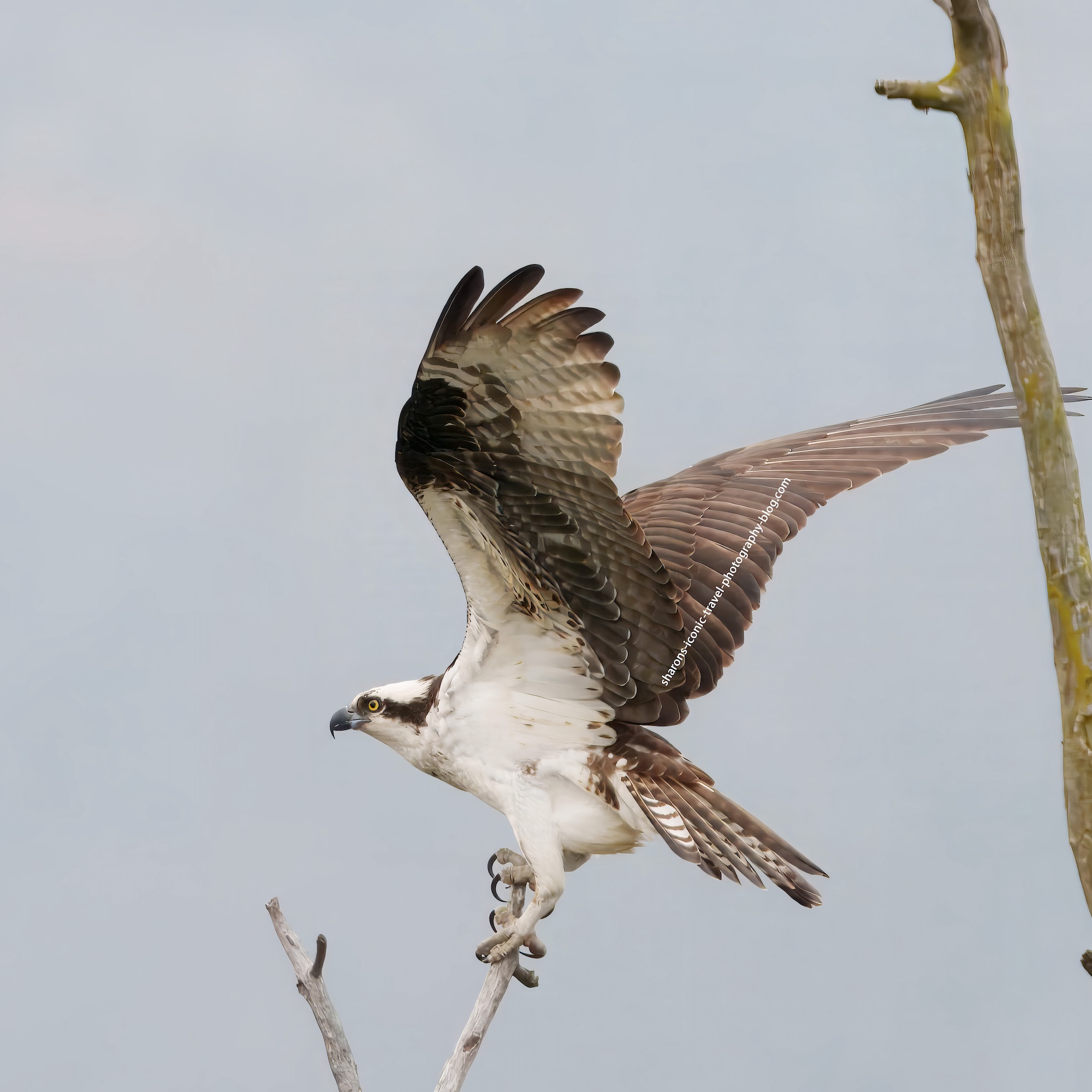 Osprey in Tree March 2025 – Sharon's Iconic Travel Photography Blog