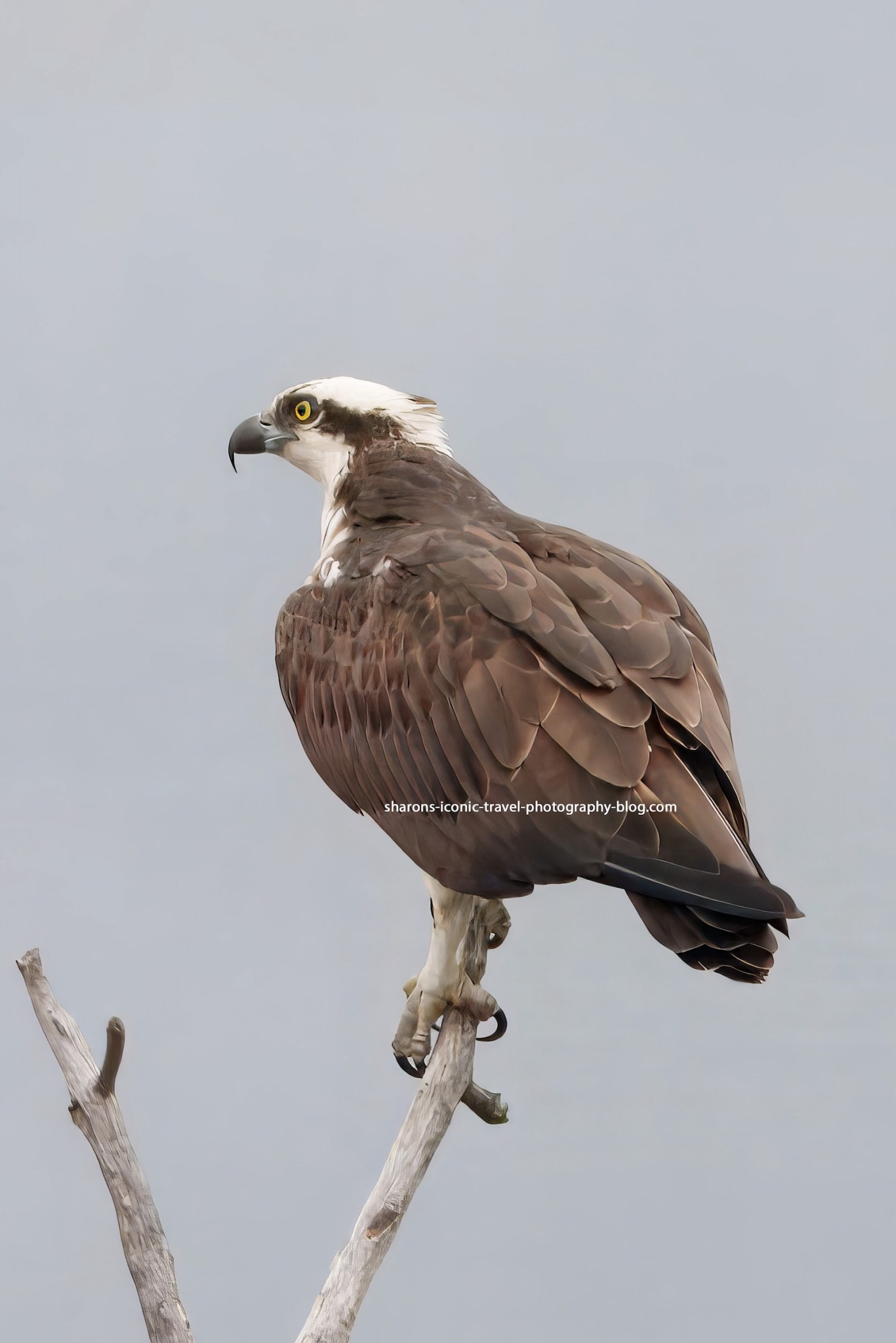 Osprey in Tree March 2025 – Sharon's Iconic Travel Photography Blog