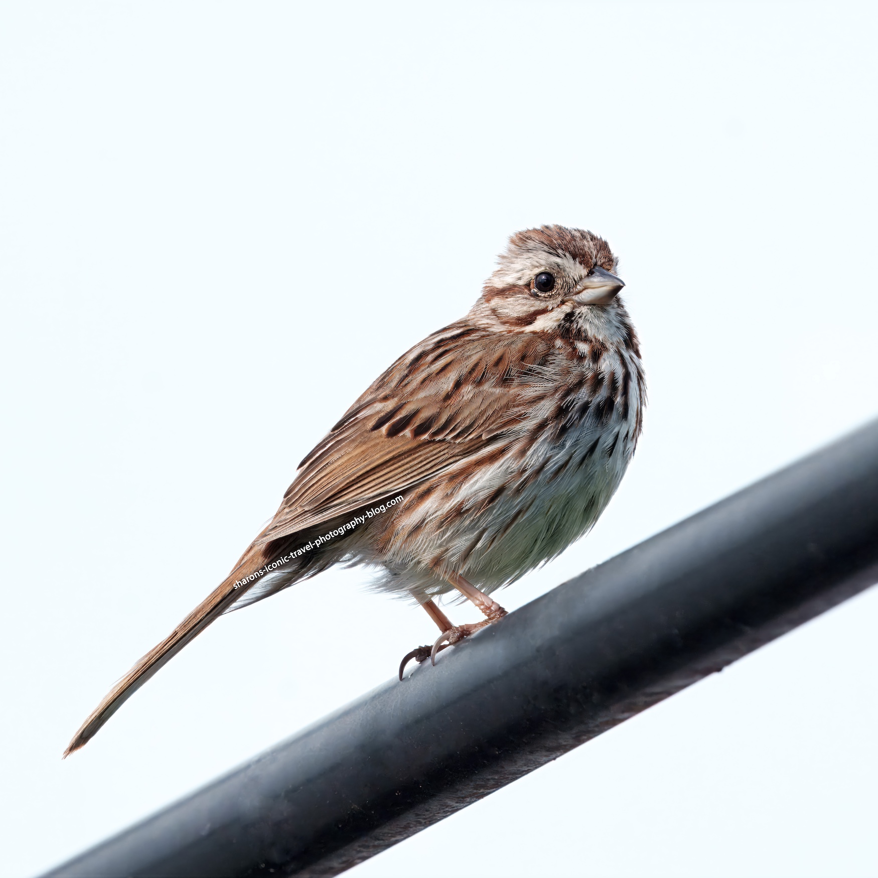 Song Sparrow – Sharon's Iconic Travel Photography Blog