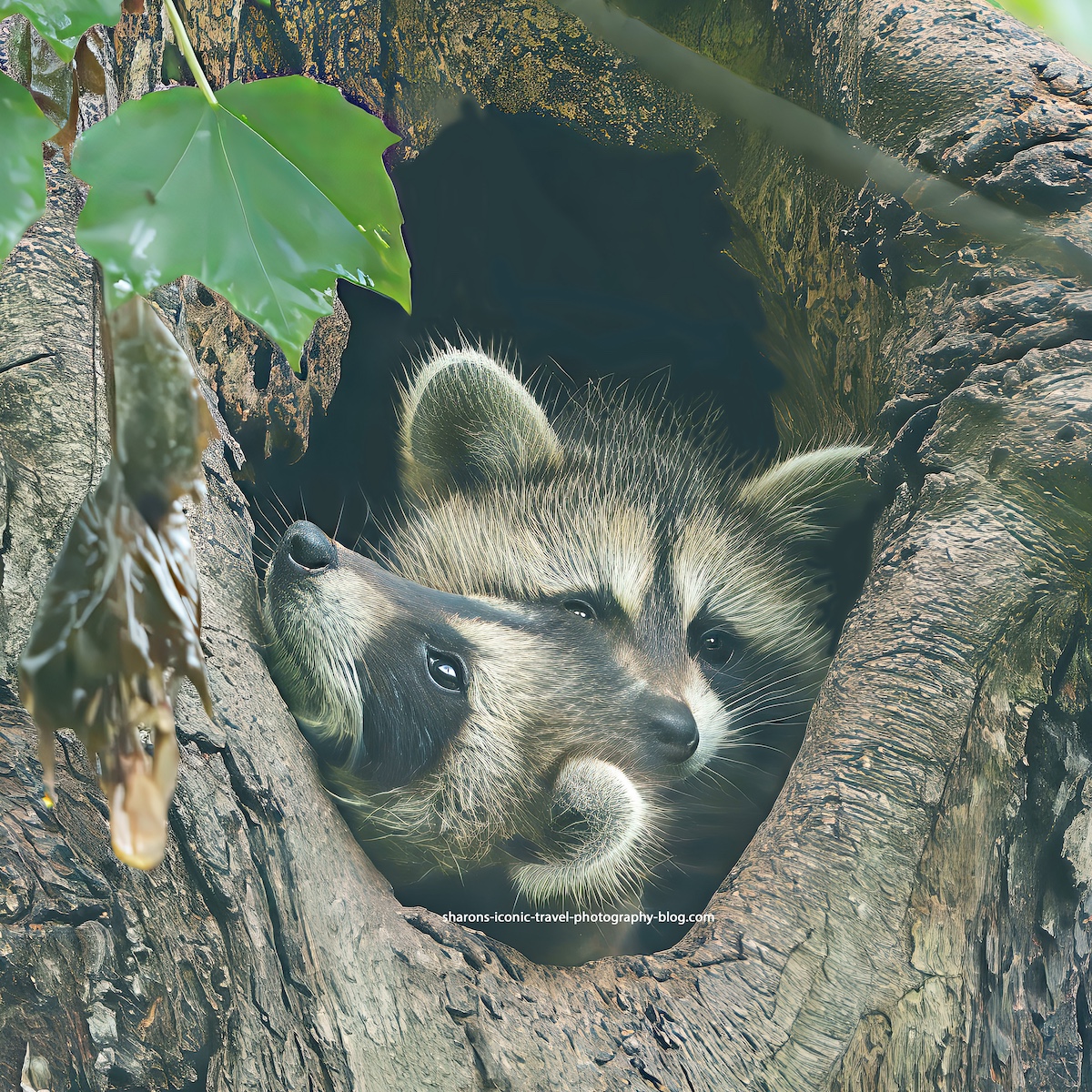 Raccoons in a Tree Hole – Sharon's Iconic Travel Photography Blog