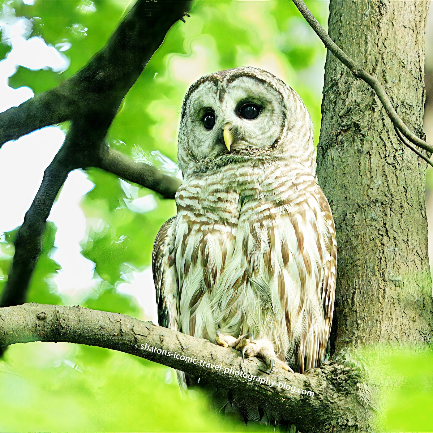 wildlife – Sharon's Iconic Travel Photography Blog