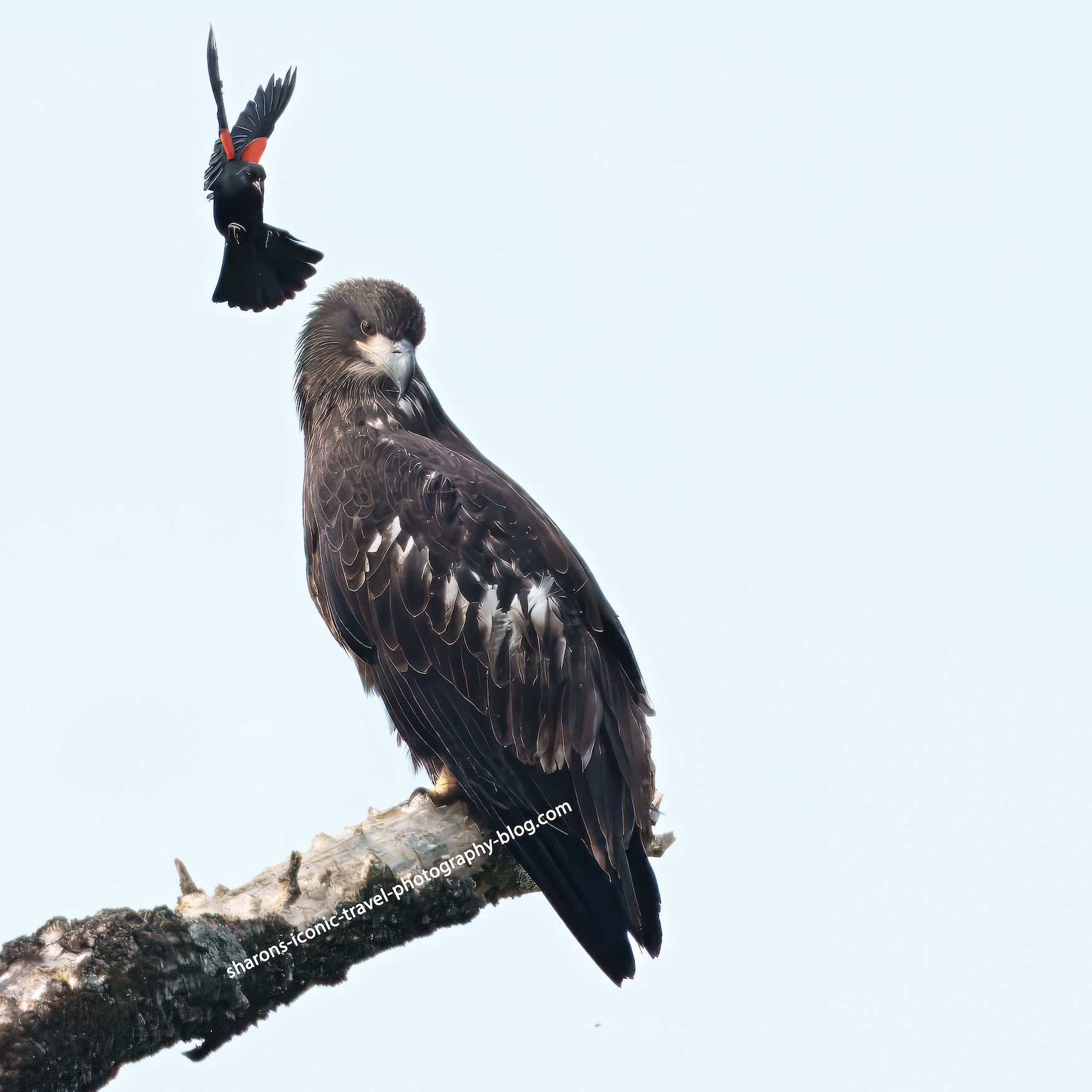 Little Pest – Sharon's Iconic Travel Photography Blog