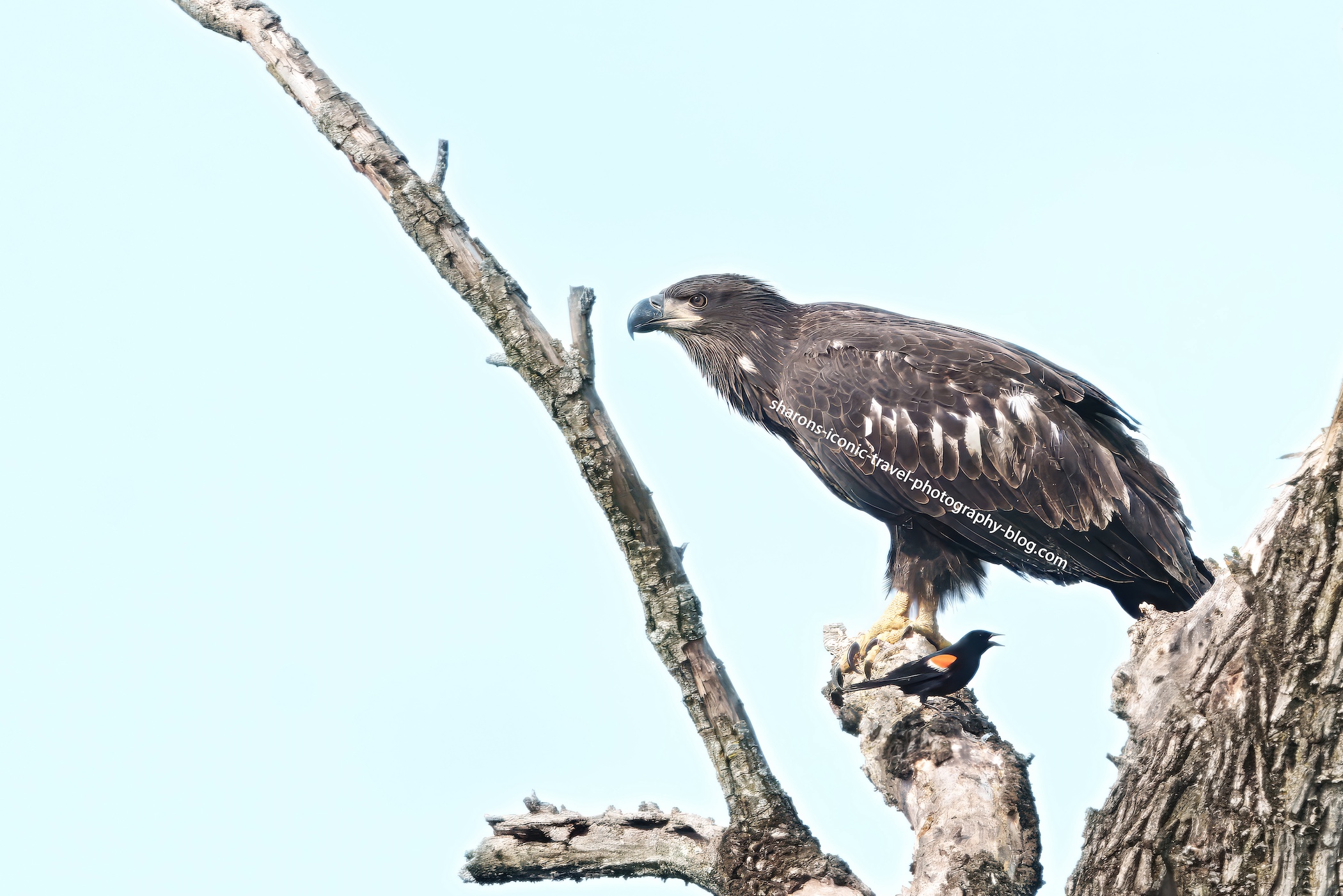 Little Pest – Sharon's Iconic Travel Photography Blog