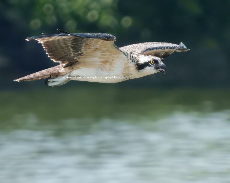 The Osprey Fledged – Sharon's Iconic Travel Photography Blog