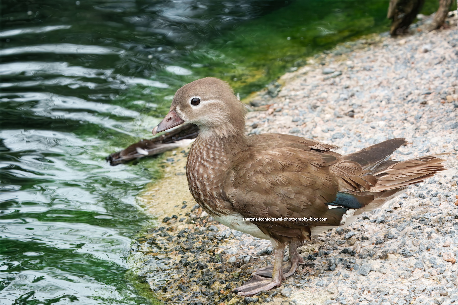 duck – Sharon's Iconic Travel Photography Blog
