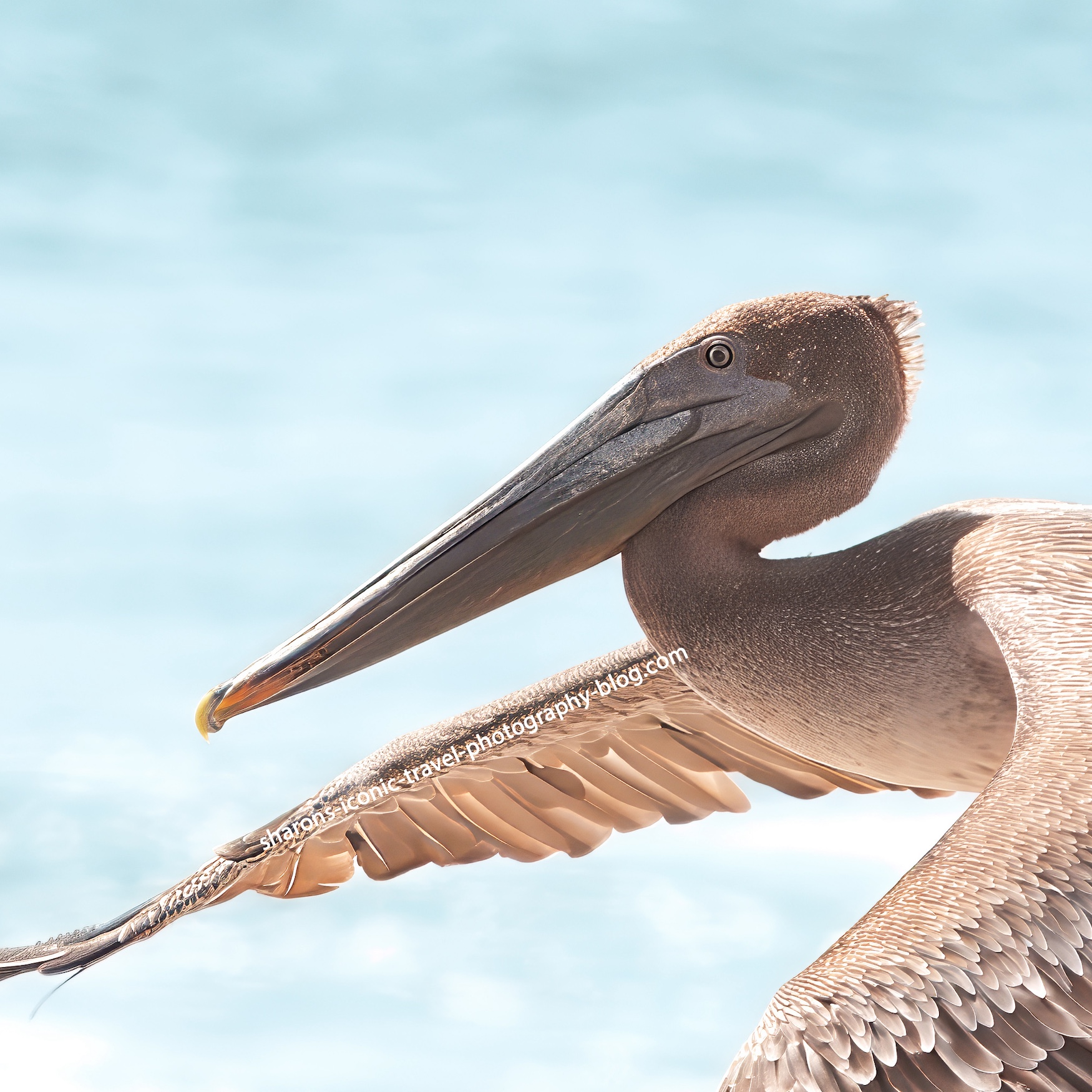 Brown Pelicans of Assateague Island – Sharon's Iconic Travel Photography Blog