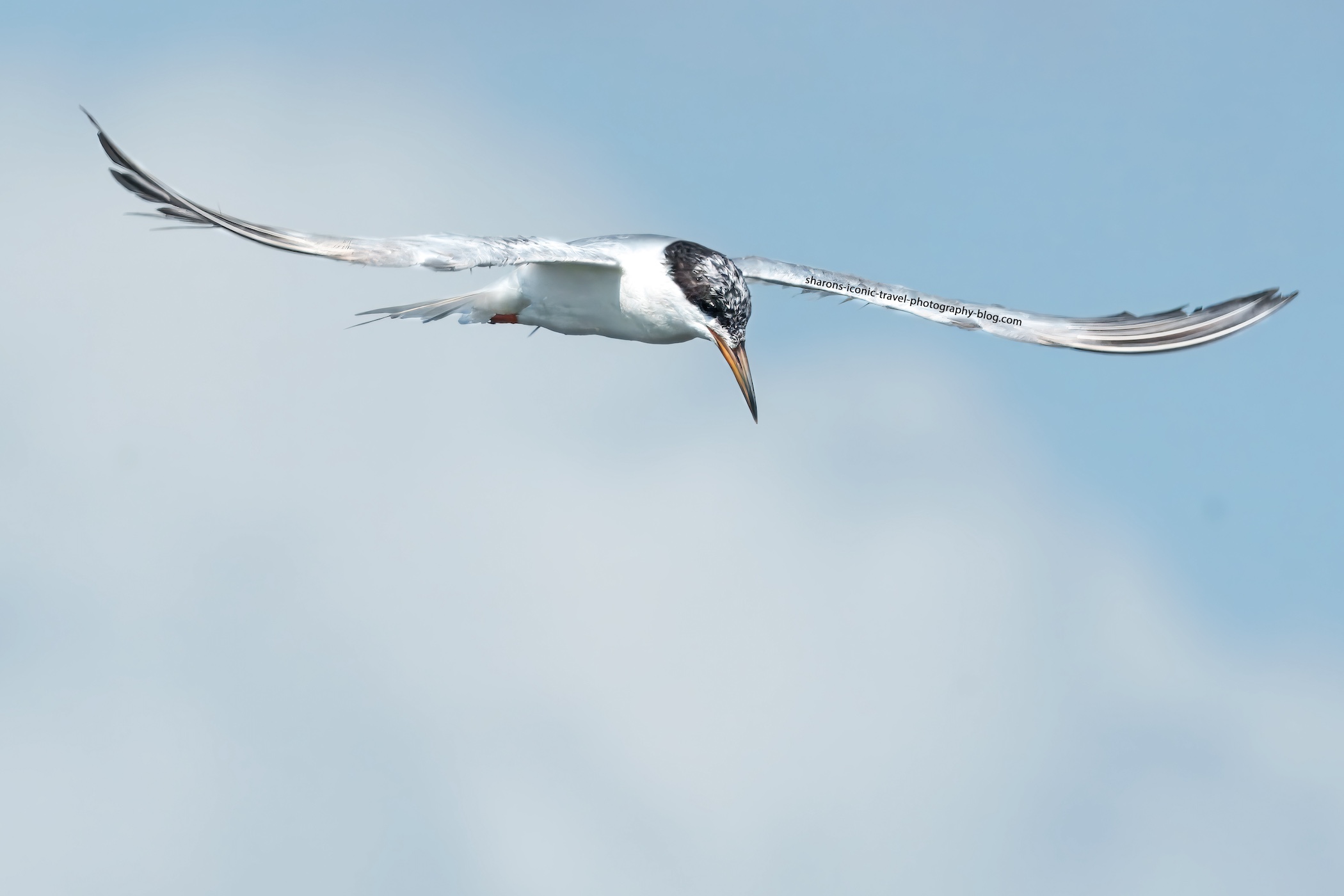 Forster’s Tern – Sharon's Iconic Travel Photography Blog