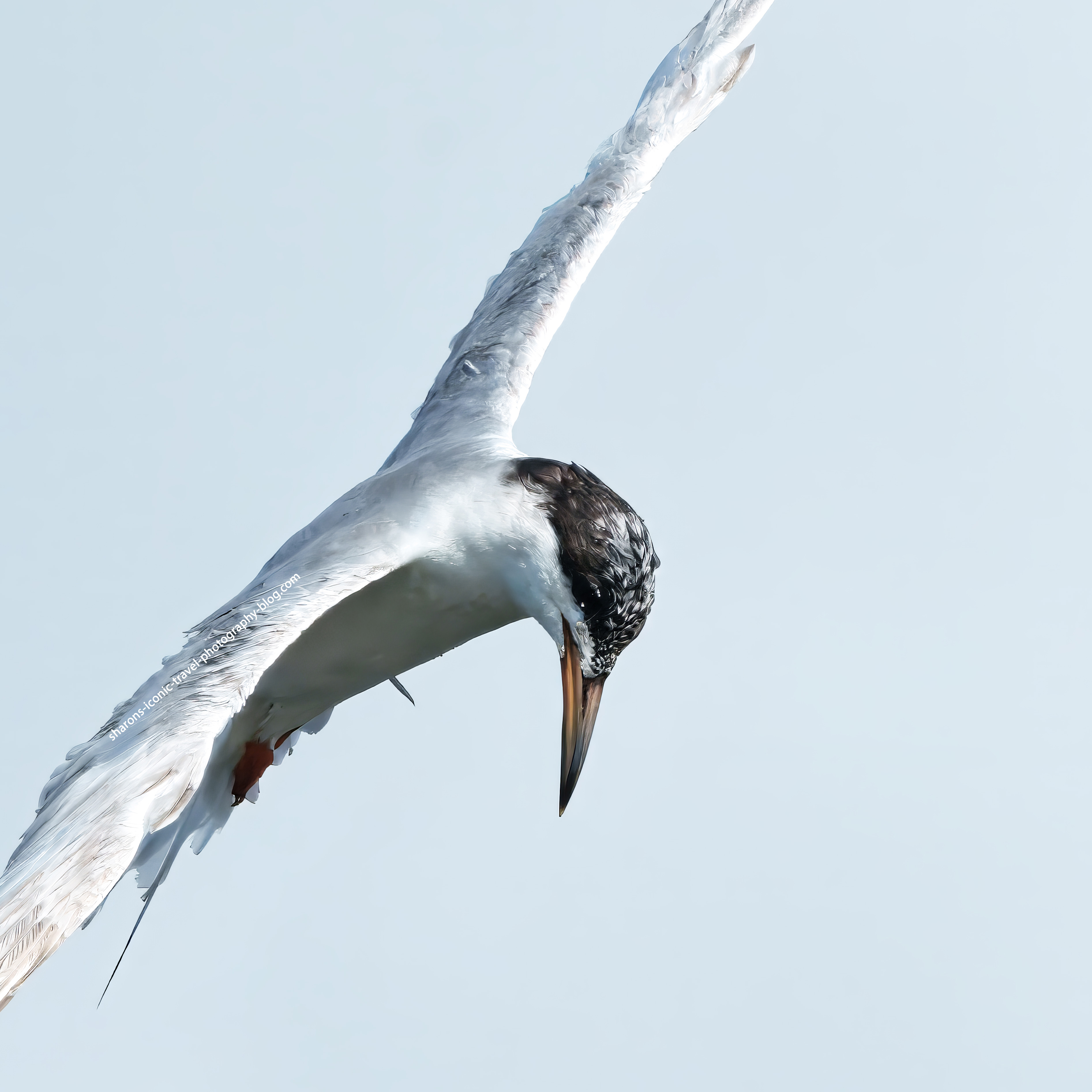 Forster’s Tern – Sharon's Iconic Travel Photography Blog