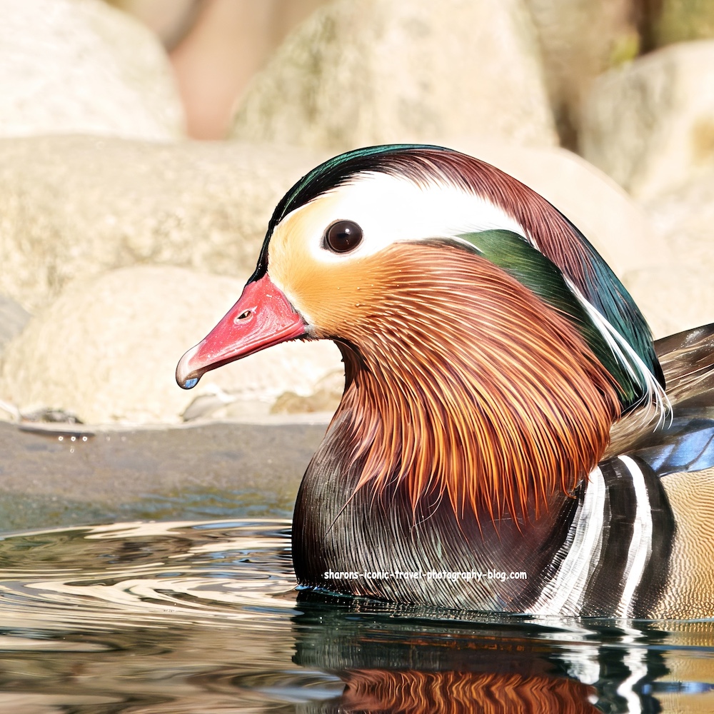 Mandarin Ducks November – Sharon's Iconic Travel Photography Blog