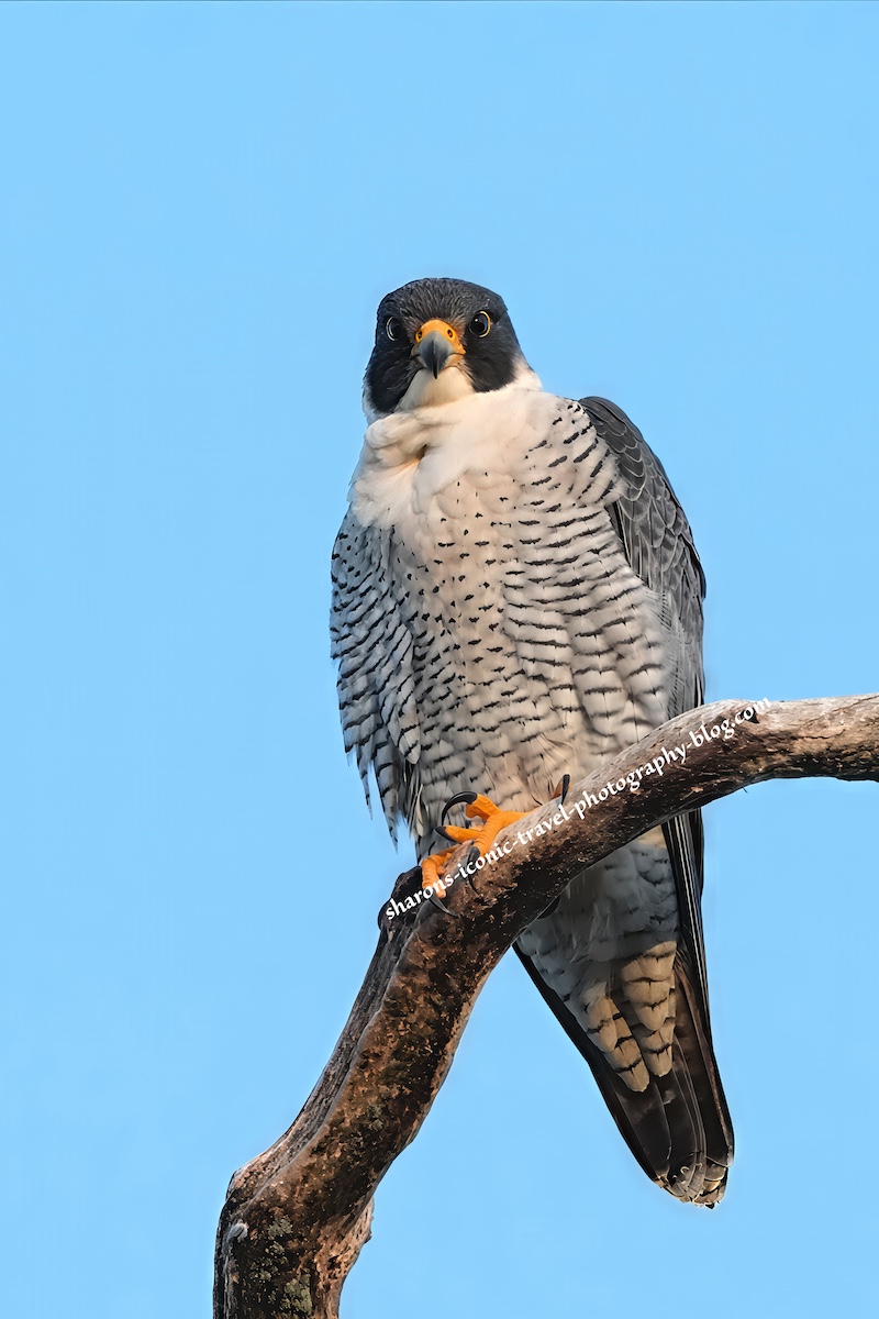 Peregrine Falcon on the Palisades – Sharon's Iconic Travel Photography Blog